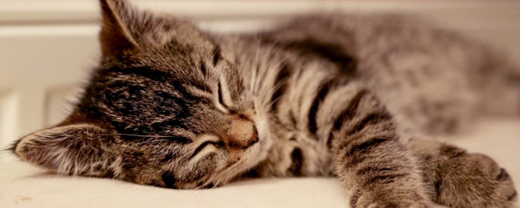 La pigrizia non è un difetto! – Samaradocet